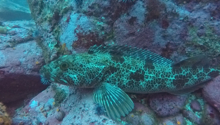Limited Access: Diving at Point Lobos – Submerged Travels