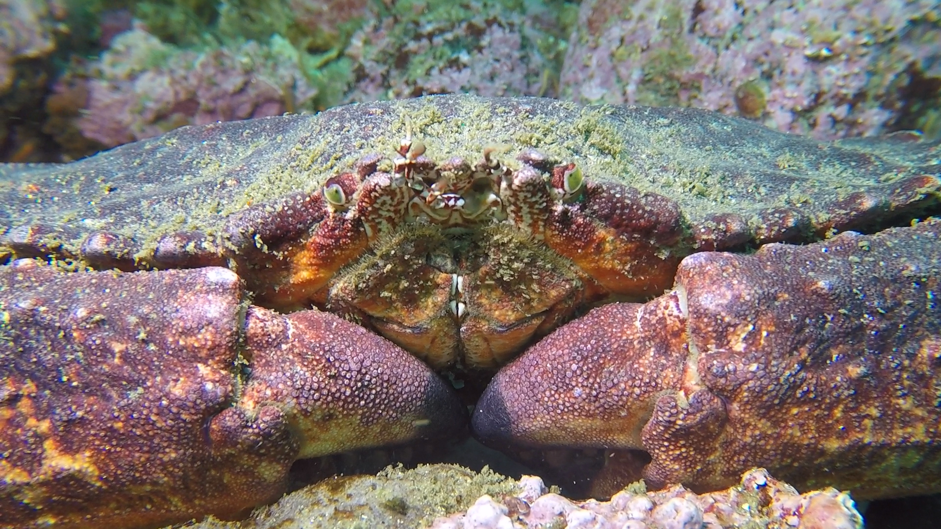 California Diving Photo Gallery – Submerged Travels