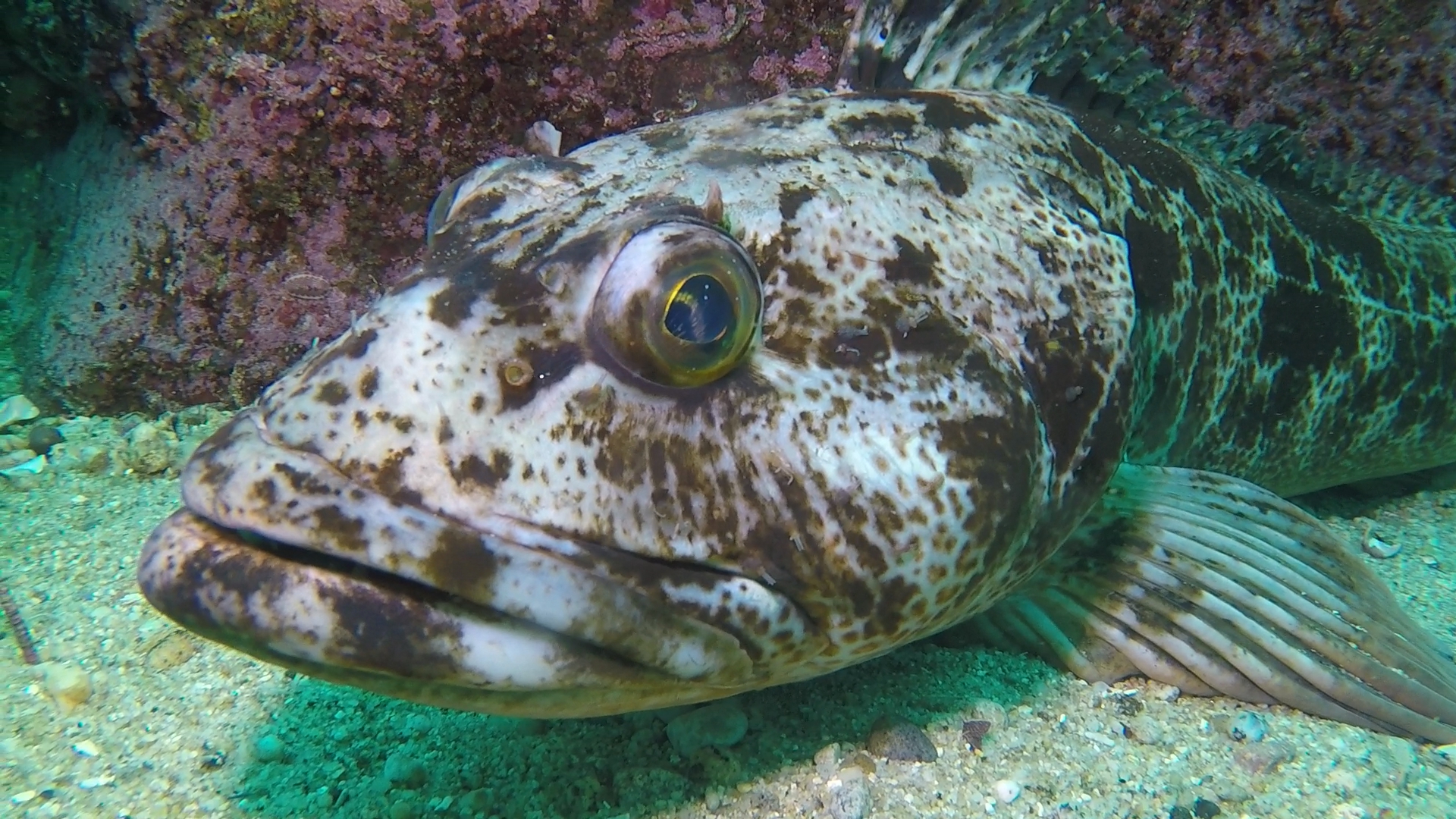 California Diving Photo Gallery – Submerged Travels