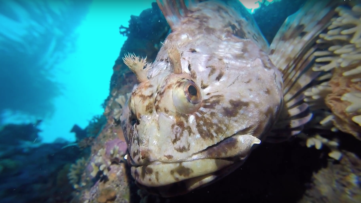 California Diving Photo Gallery – Submerged Travels