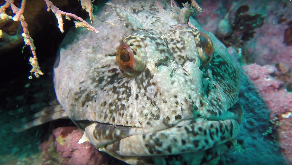 California Diving Photo Gallery – Submerged Travels