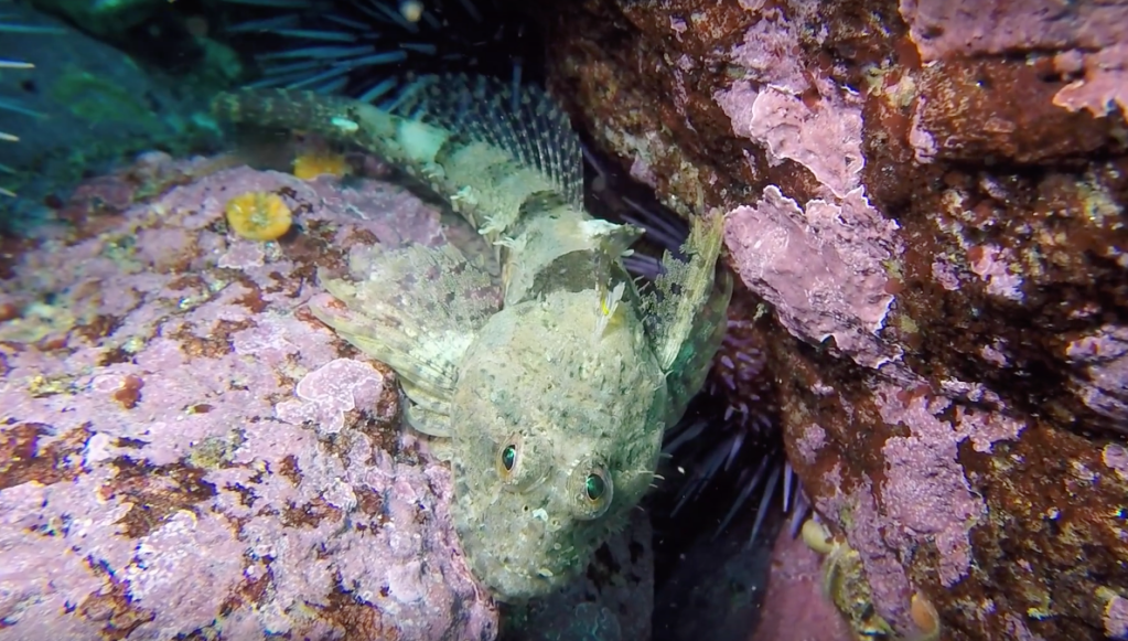 California Diving Photo Gallery – Submerged Travels