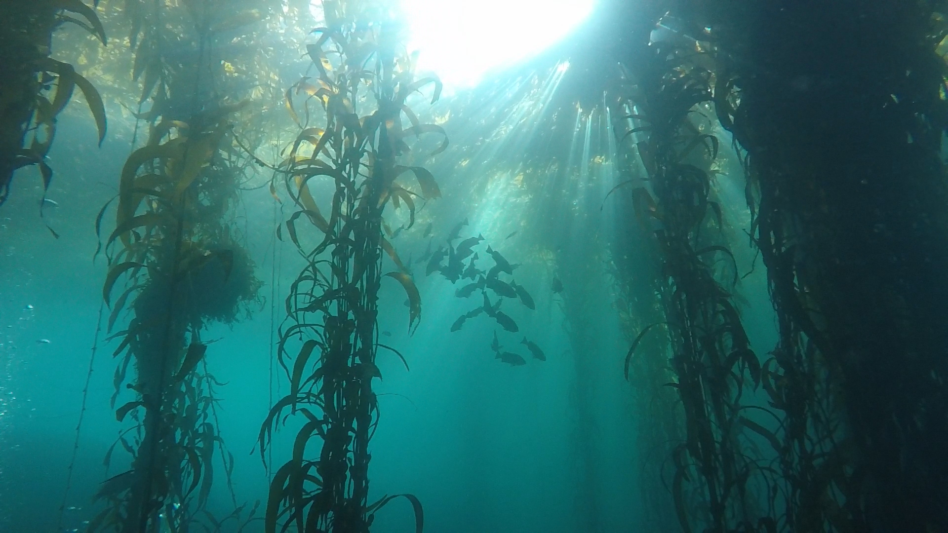 California Diving Photo Gallery – Submerged Travels